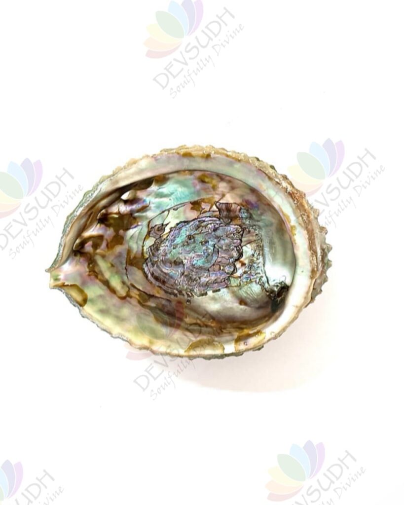 Pink Abalone shell | Mexican Abalone shell (Premium) – DEVSUDH