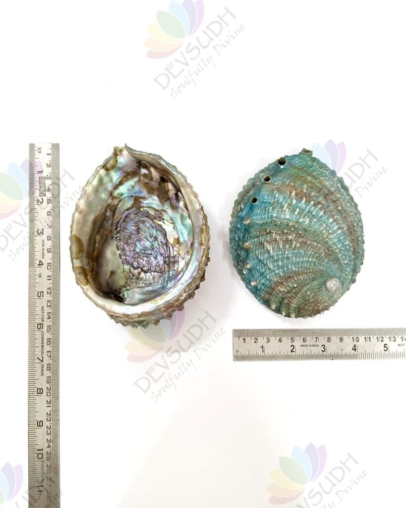 Pink Abalone shell | Mexican Abalone shell (Premium) – DEVSUDH