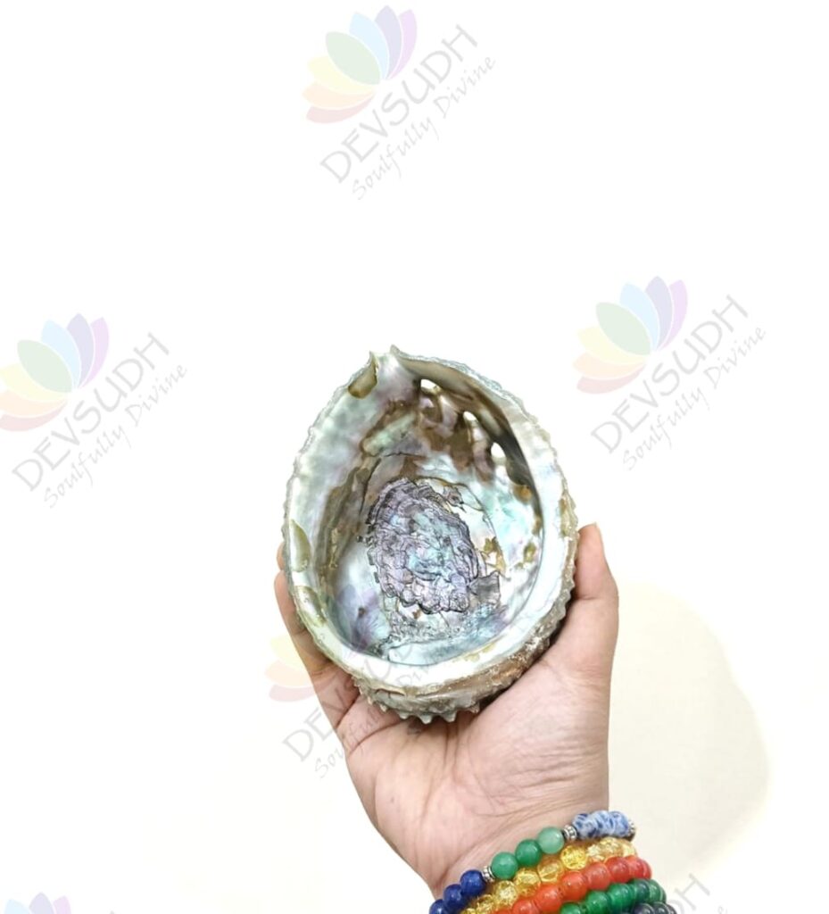 Pink Abalone shell | Mexican Abalone shell (Premium) – DEVSUDH