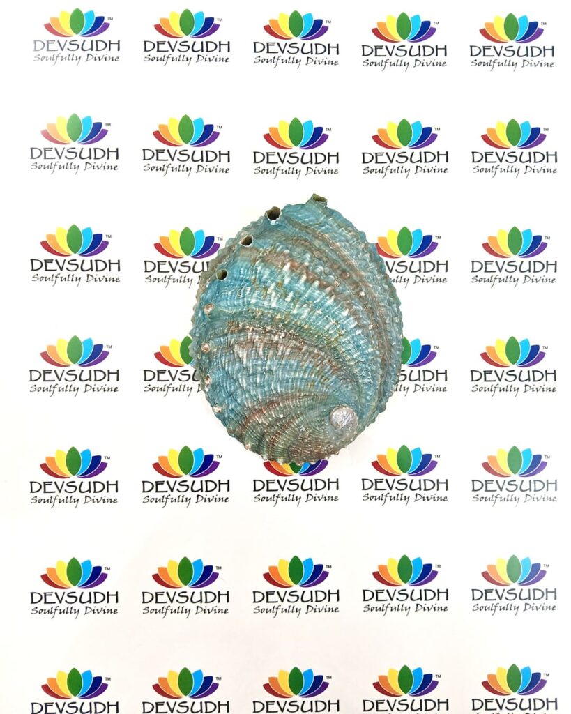 Pink Abalone shell | Mexican Abalone shell (Premium) – DEVSUDH