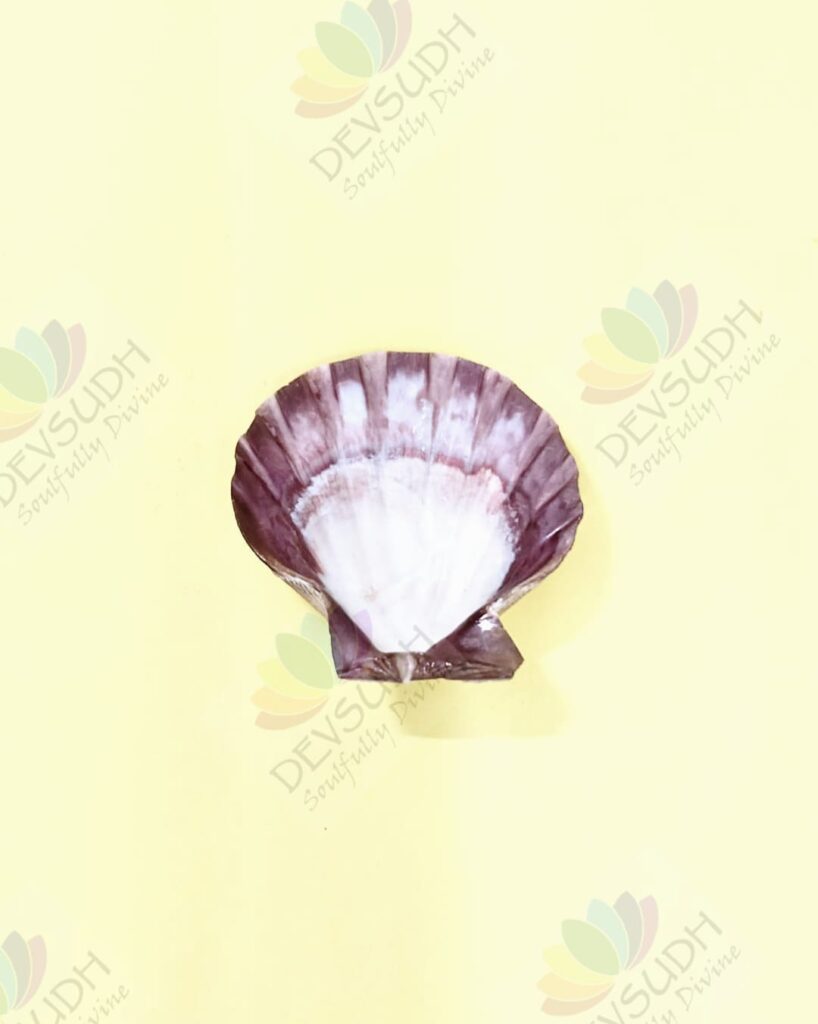 Lion’s Paw scallop shell (A Shell of Passion, Power & Purpose) – DEVSUDH
