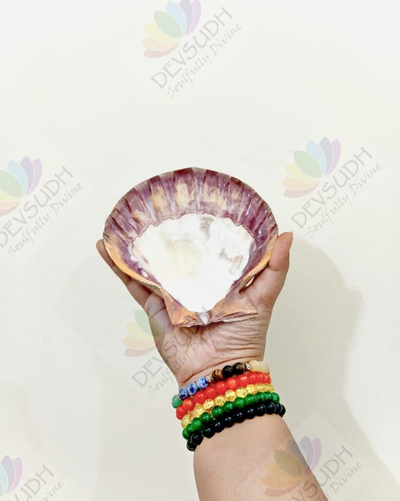 Lion’s Paw scallop shell (A Shell of Passion, Power & Purpose) – DEVSUDH