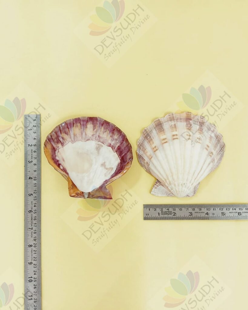 Lion’s Paw scallop shell (A Shell of Passion, Power & Purpose) – DEVSUDH